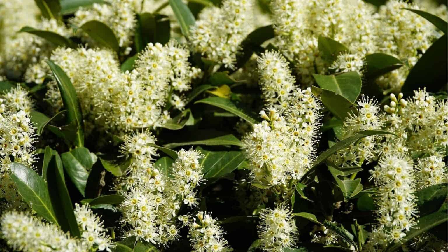 10 Beautiful Trees That Smell Even Better Than They Look • Schisandra ...