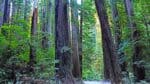 10 Giant Trees That Push the Limits of How Tall Trees Can Grow ...