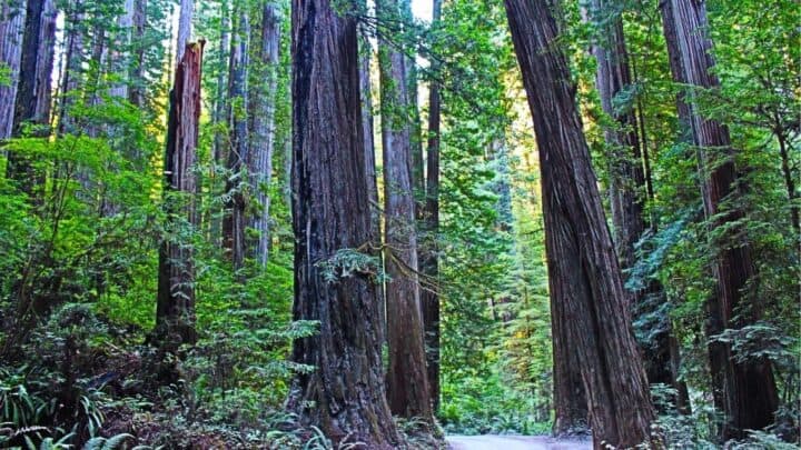 10 Giant Trees That Push the Limits of How Tall Trees Can Grow ...