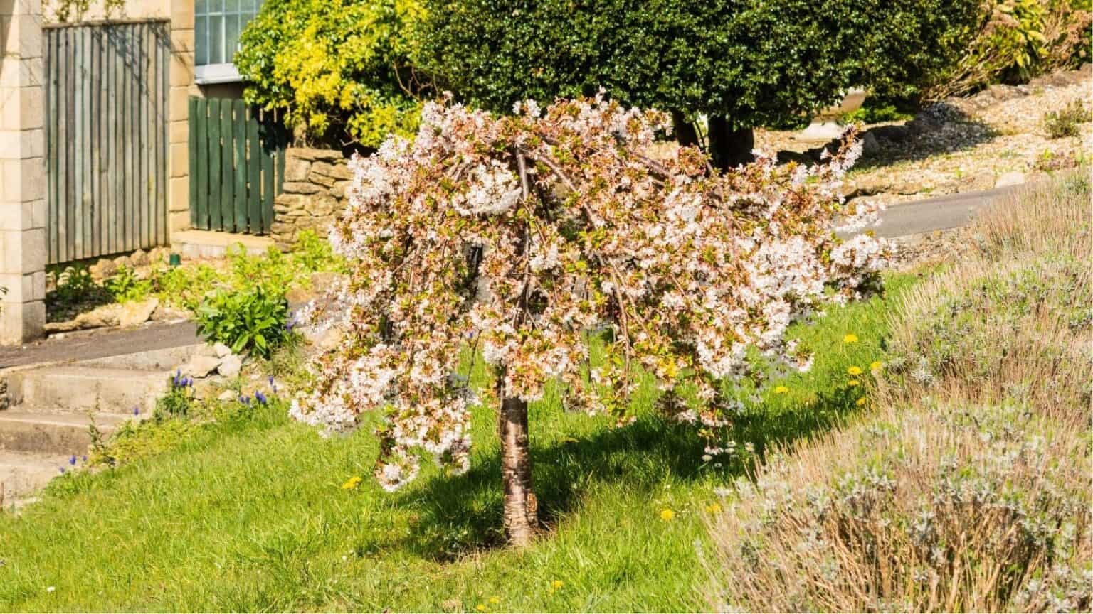 9 Fruit Trees That Grow Well Even in Small Spaces • Schisandra & Bergamot