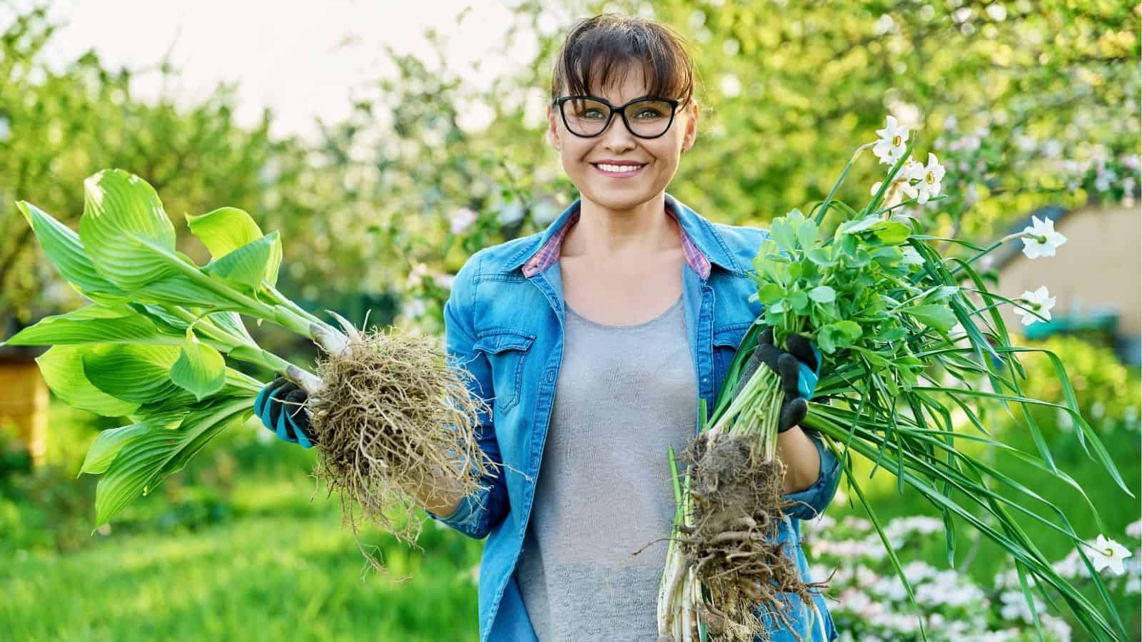 9 Wild Roots That Have Been Used for Centuries • Schisandra & Bergamot