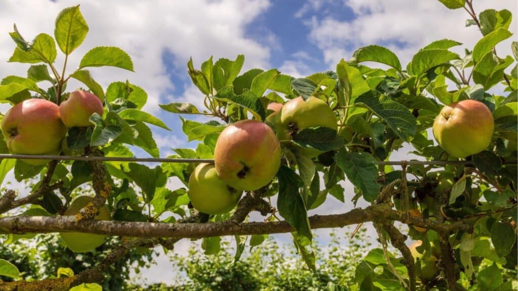9 Fruit Trees That Grow Well Even in Small Spaces • Schisandra & Bergamot