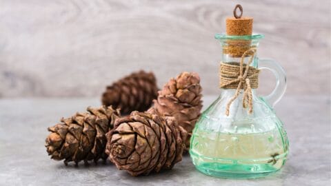 10 Natural Air Fresheners That Make Your Home Smell Amazing ...