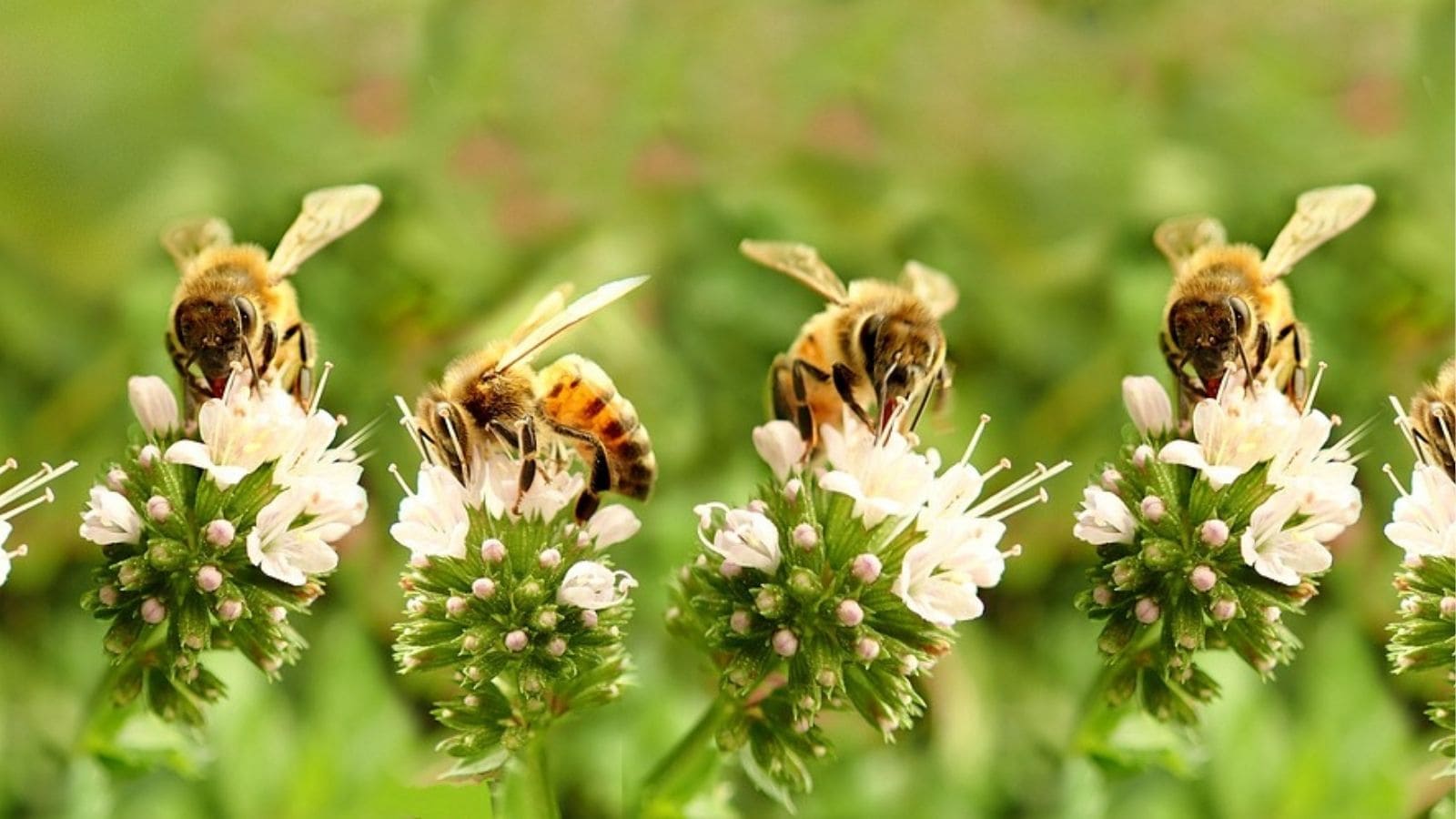 10 Backyard Creatures That Are Actually Helpful • Schisandra & Bergamot