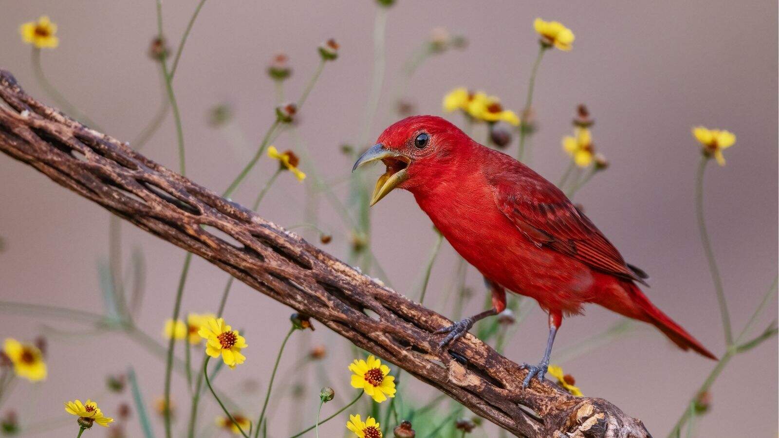 8 Red Birds That Will Captivate Your Garden • Schisandra & Bergamot