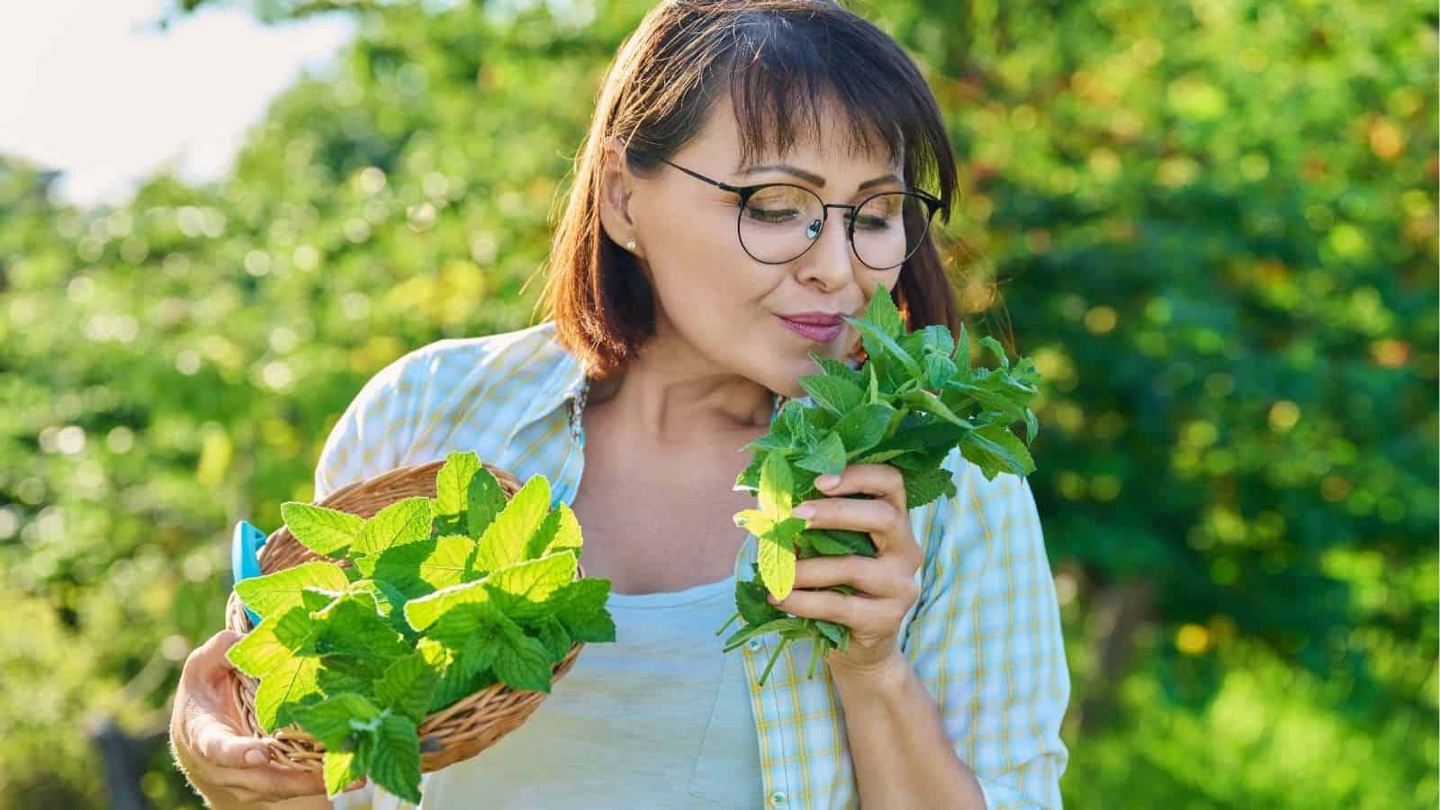 12 Backyard Herbs That Double as Natural Pest Control • Schisandra ...