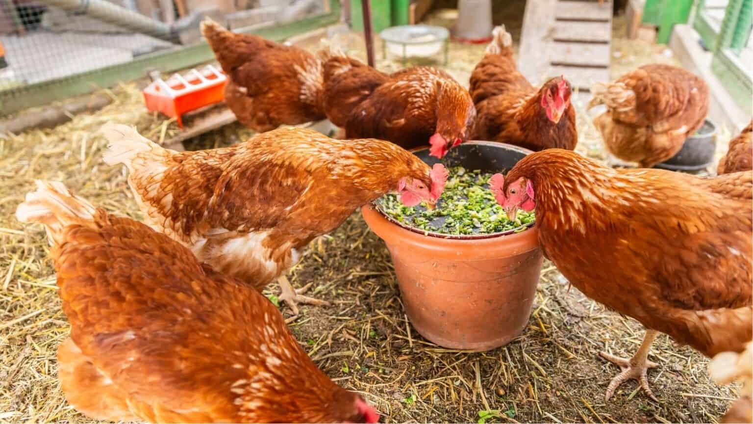 9 Brilliant Ways to Use Comfrey in Your Garden • Schisandra & Bergamot
