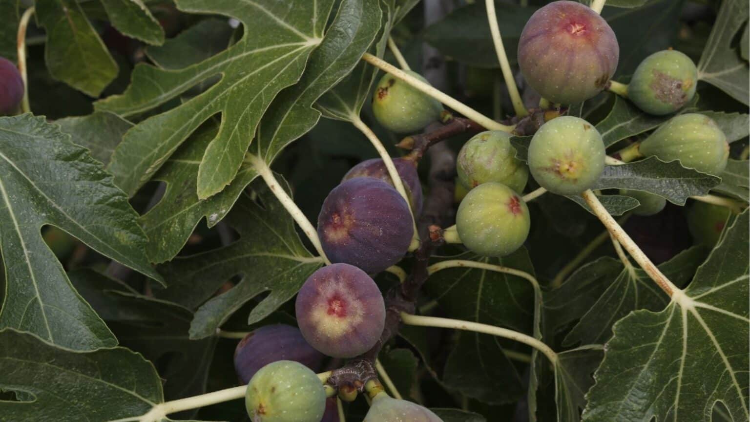 9 Fruit Trees That Grow Well Even in Small Spaces • Schisandra & Bergamot