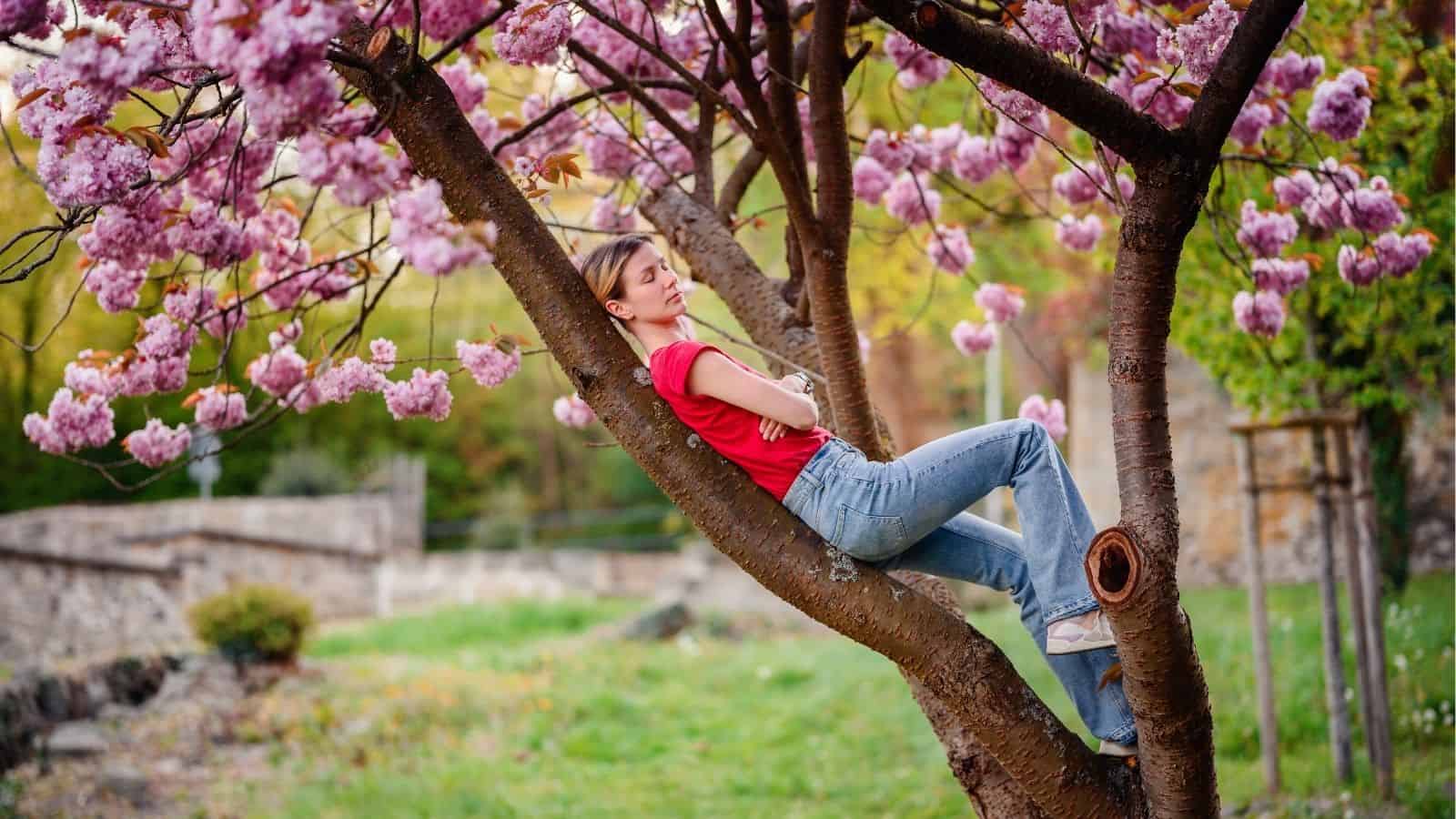 10 Beautiful Trees That Smell Even Better Than They Look • Schisandra ...
