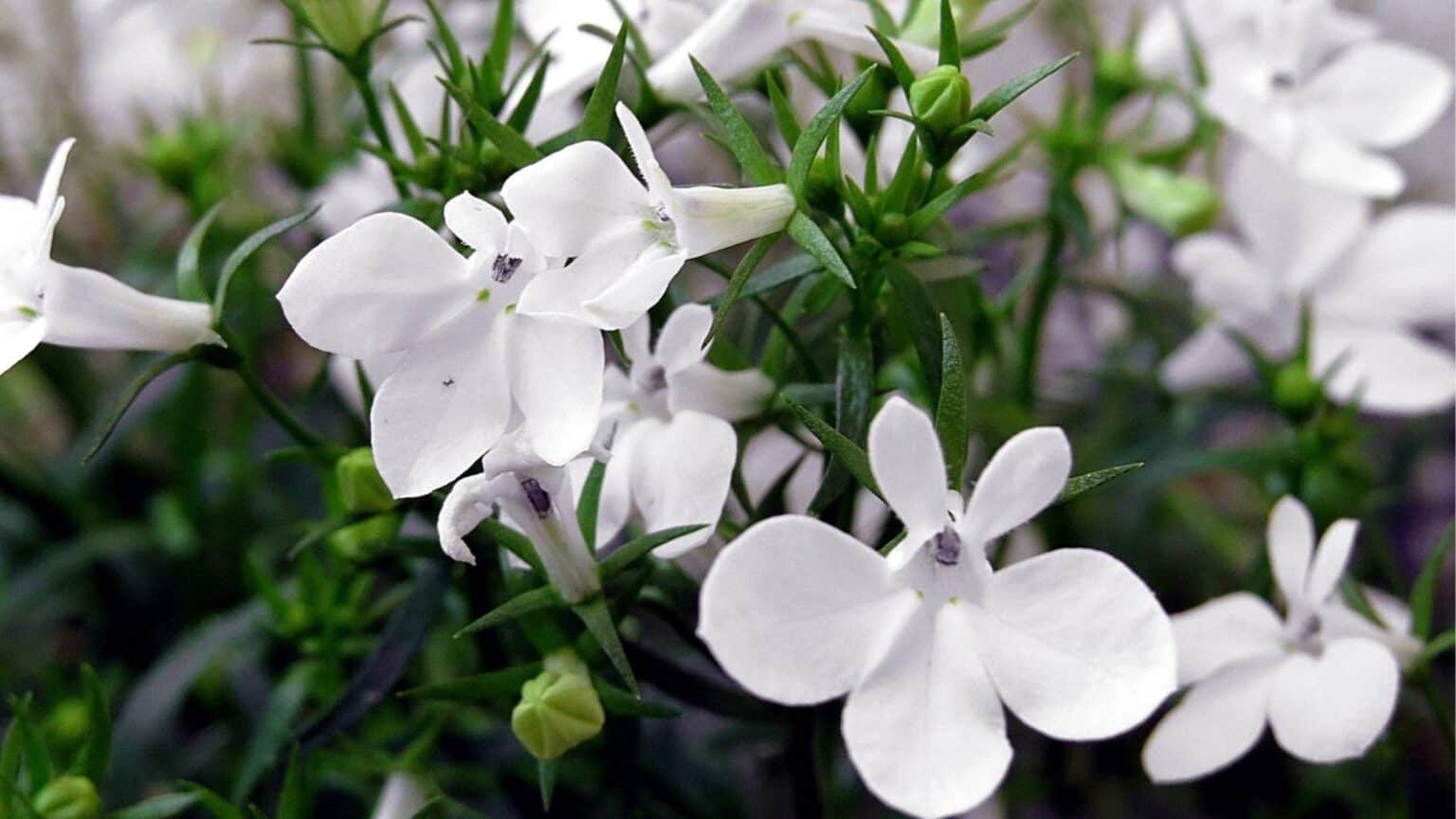 9 Fast-Growing Tiny Flowers That Overflow with Color in Your Garden ...