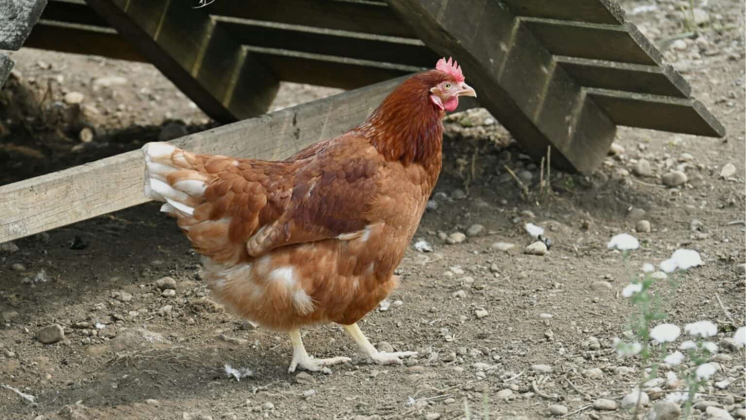 9 Reasons to Add Chickens to Your Garden Setup • Schisandra & Bergamot