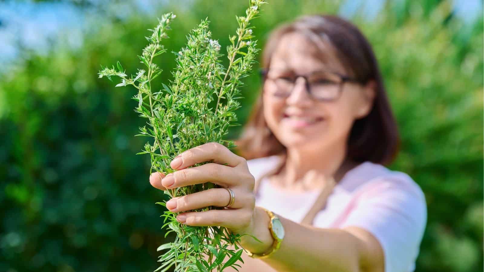 12 Smart Uses for Leftover Herb Stems • Schisandra & Bergamot