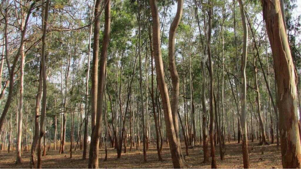 10 Giant Trees That Push the Limits of How Tall Trees Can Grow ...