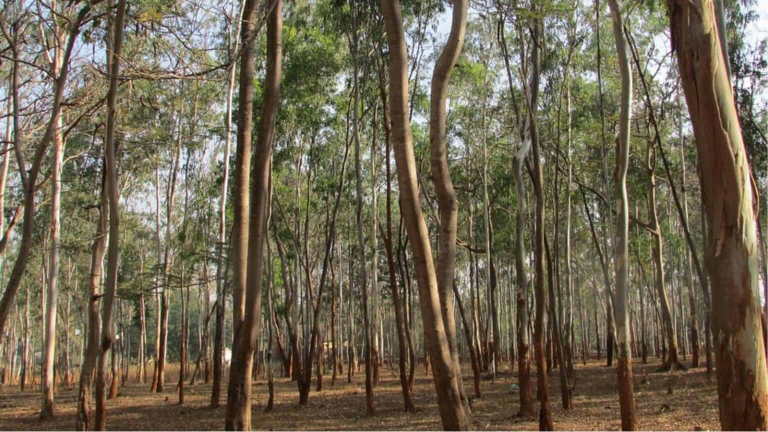 10 Giant Trees That Push the Limits of How Tall Trees Can Grow ...