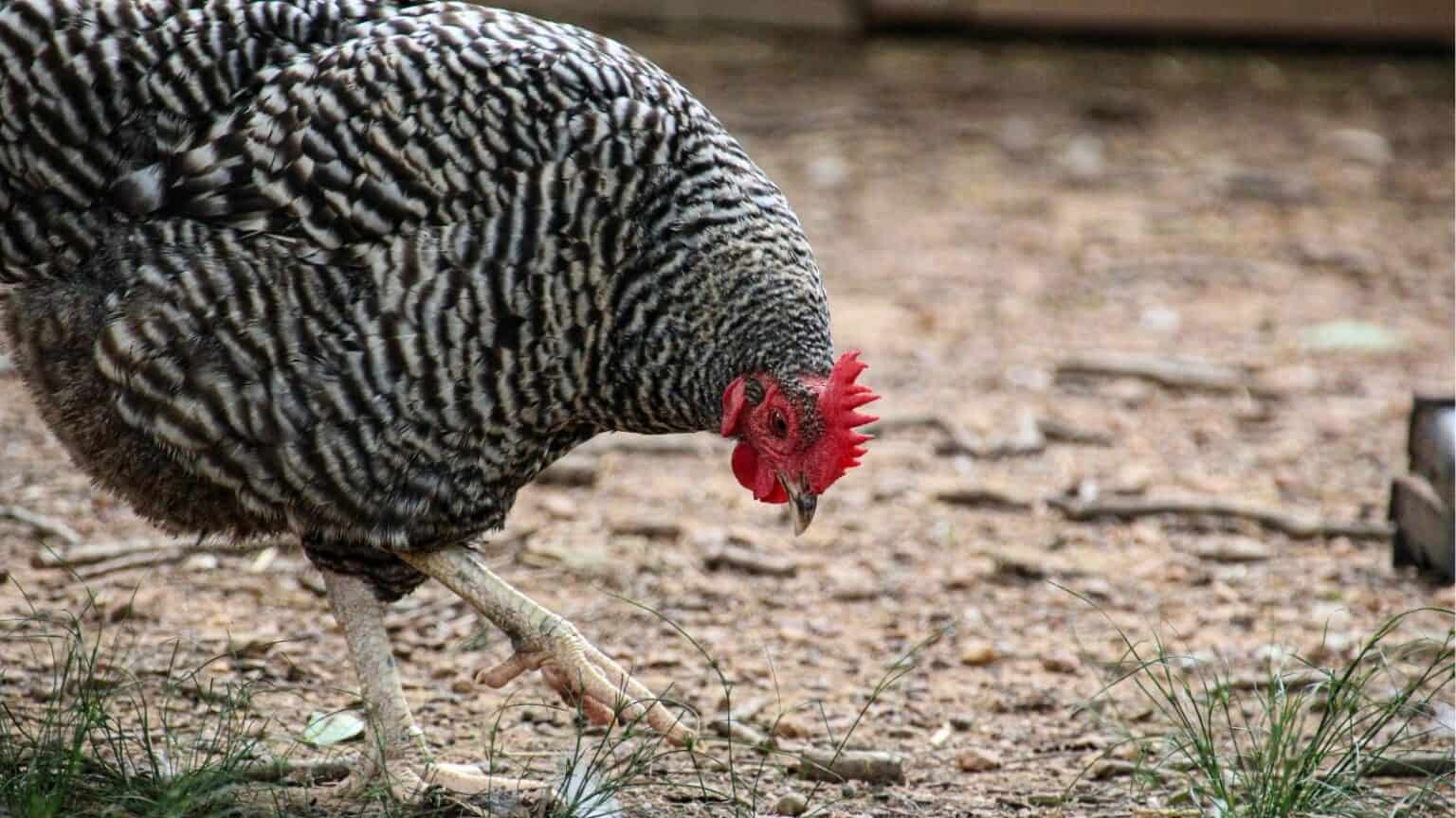 9 Reasons to Add Chickens to Your Garden Setup • Schisandra & Bergamot