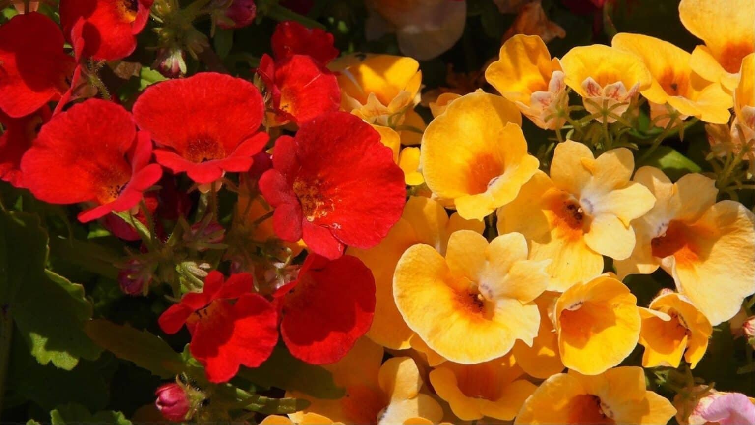 9 Fast-Growing Tiny Flowers That Overflow with Color in Your Garden ...