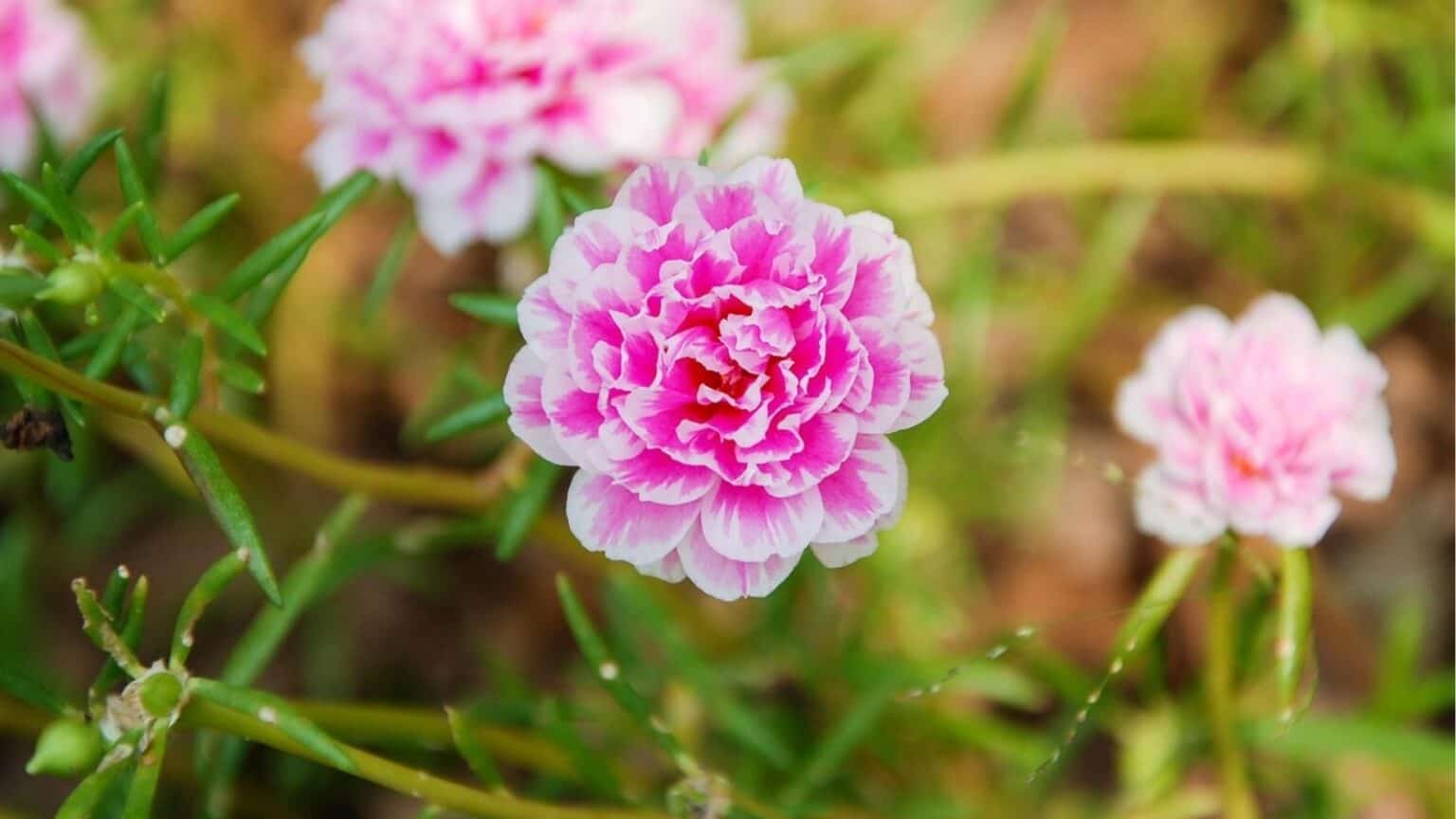 9 Fast-Growing Tiny Flowers That Overflow with Color in Your Garden ...