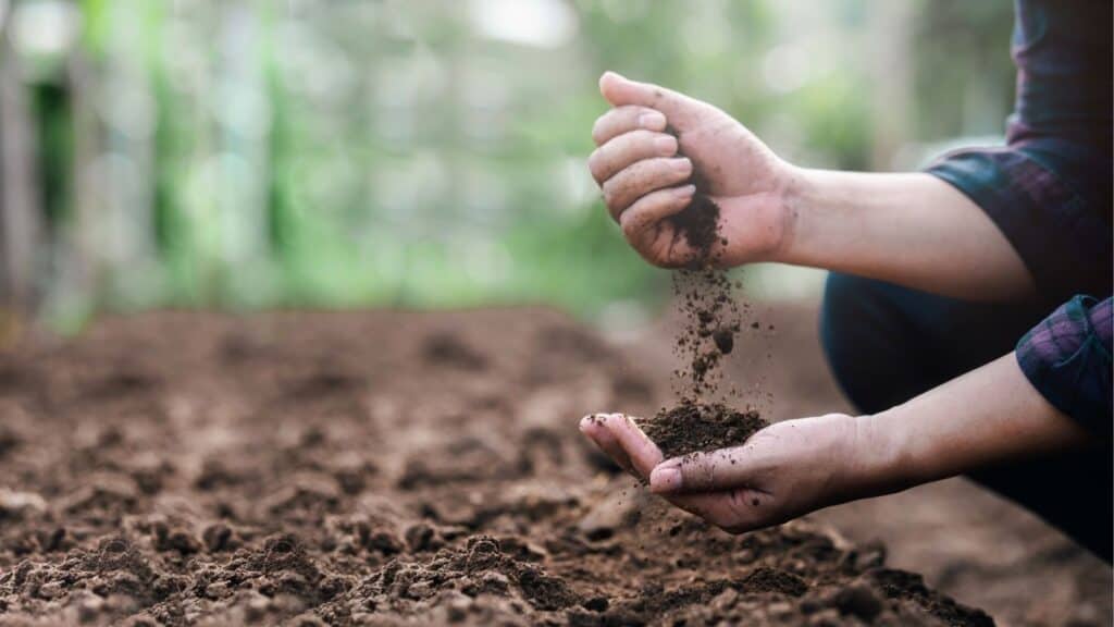 10 Signs Your Garden Soil Is Crying for Help • Schisandra & Bergamot