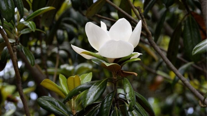 10 Beautiful Trees That Smell Even Better Than They Look • Schisandra ...