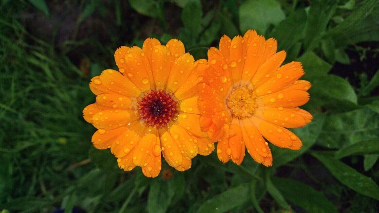 10 Ways to Use Calendula You’ve Probably Never Tried • Schisandra ...