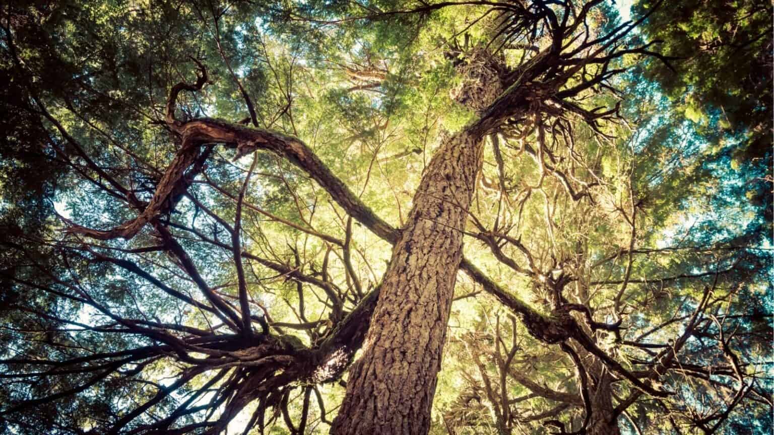 10 Giant Trees That Push the Limits of How Tall Trees Can Grow ...