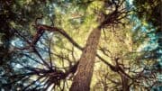10 Giant Trees That Push the Limits of How Tall Trees Can Grow ...