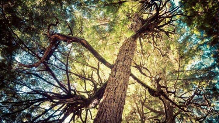 10 Giant Trees That Push the Limits of How Tall Trees Can Grow ...
