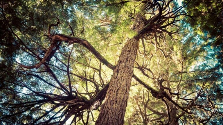 10 Giant Trees That Push the Limits of How Tall Trees Can Grow ...