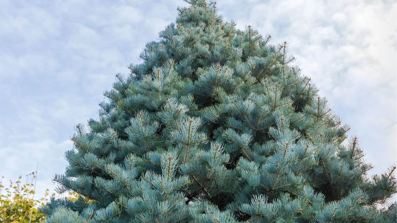 10 Giant Trees That Push the Limits of How Tall Trees Can Grow ...