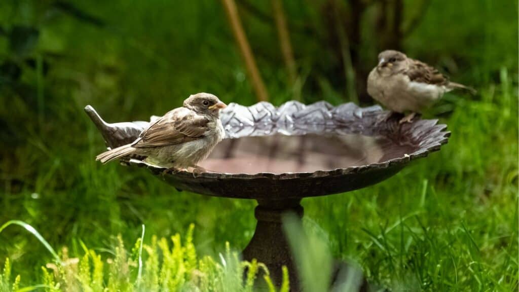 11 Bird-Friendly Upgrades That Cost Almost Nothing • Schisandra & Bergamot
