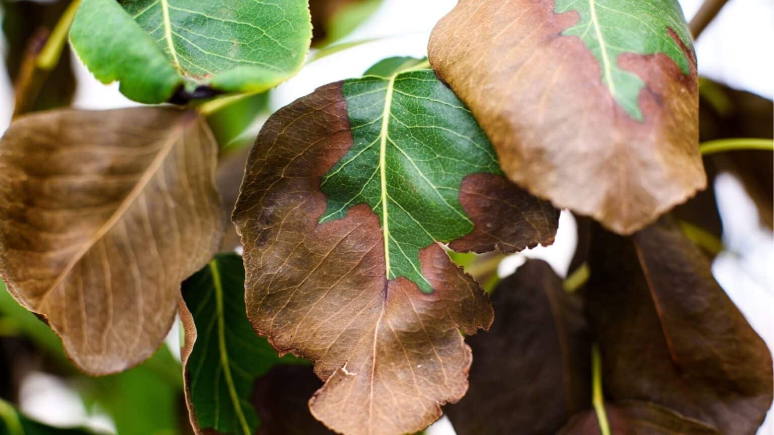 Don’t Overlook These 10 Signs of Plant Nutrient Deficiency • Schisandra ...