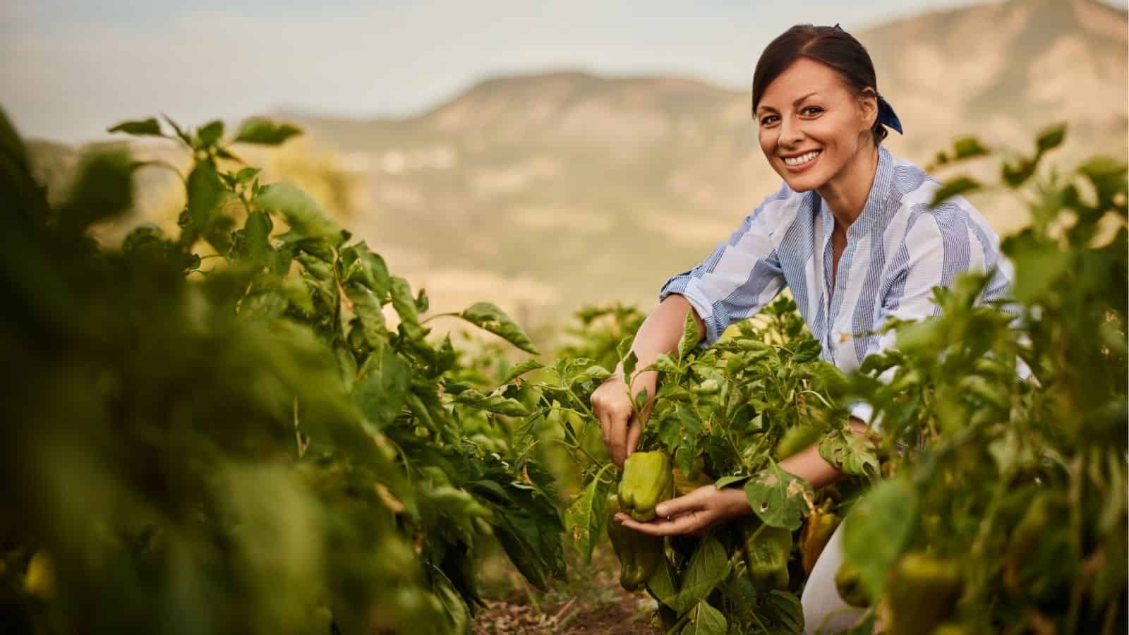 10 Fall Crops That Thrive After Summer Heat Fades • Schisandra & Bergamot