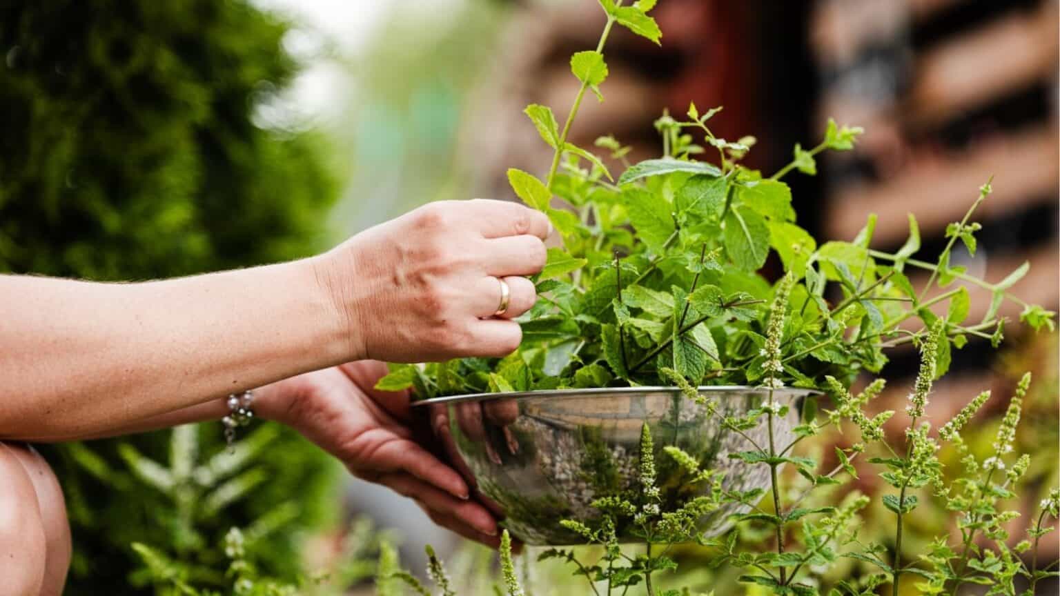 I Tried Growing Herbs Indoors and These Tips Actually Worked ...