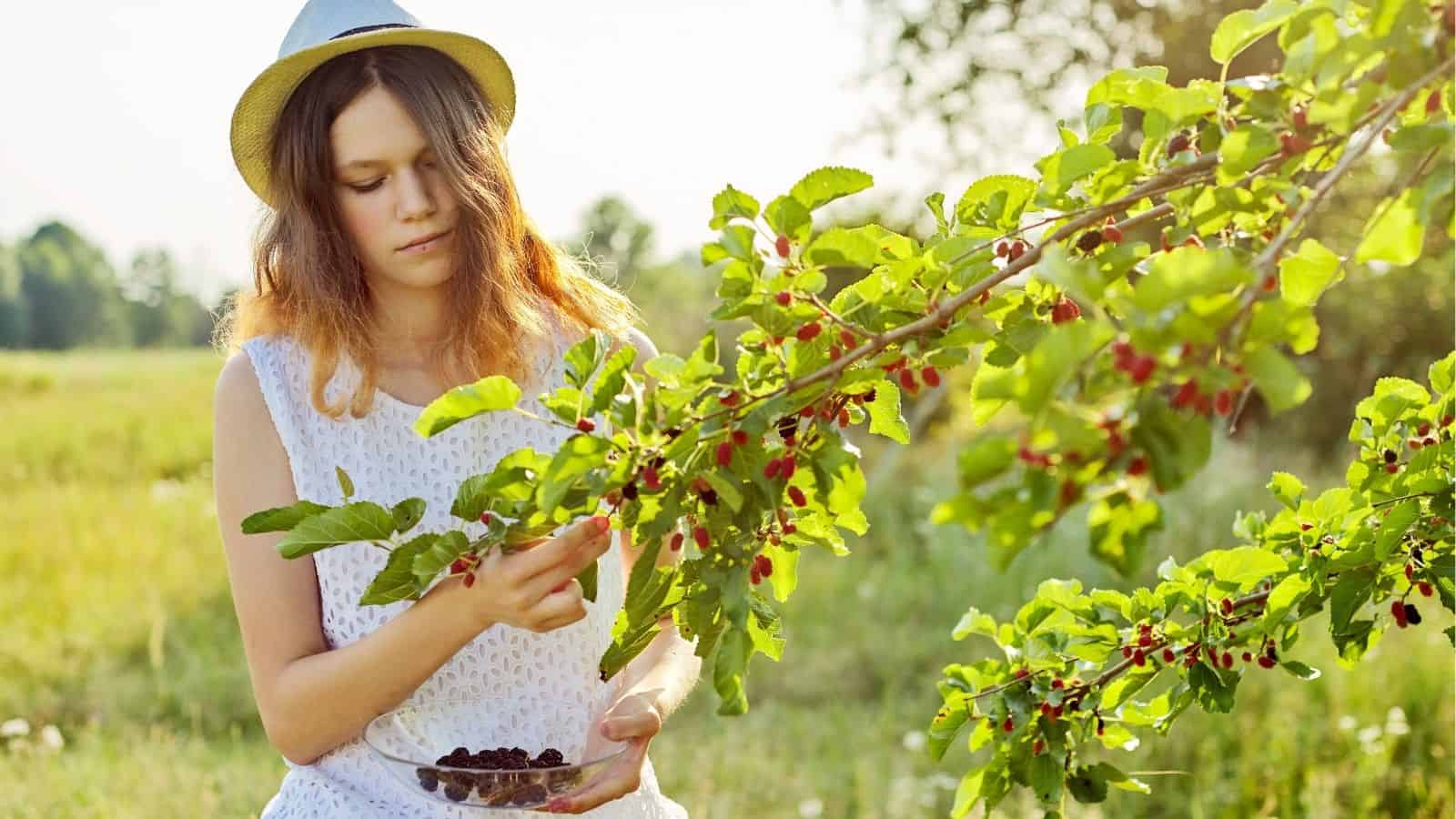 11 Fall Nuts, Berries, and Roots Worth Gathering This Month ...