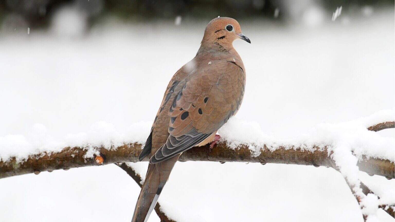 10 Birds You’ll Spot Most Often in Fall • Schisandra & Bergamot
