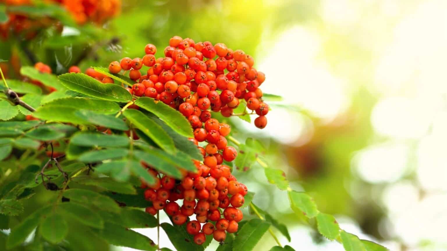 11 Autumn Superstitions and the Plants Behind Them • Schisandra & Bergamot