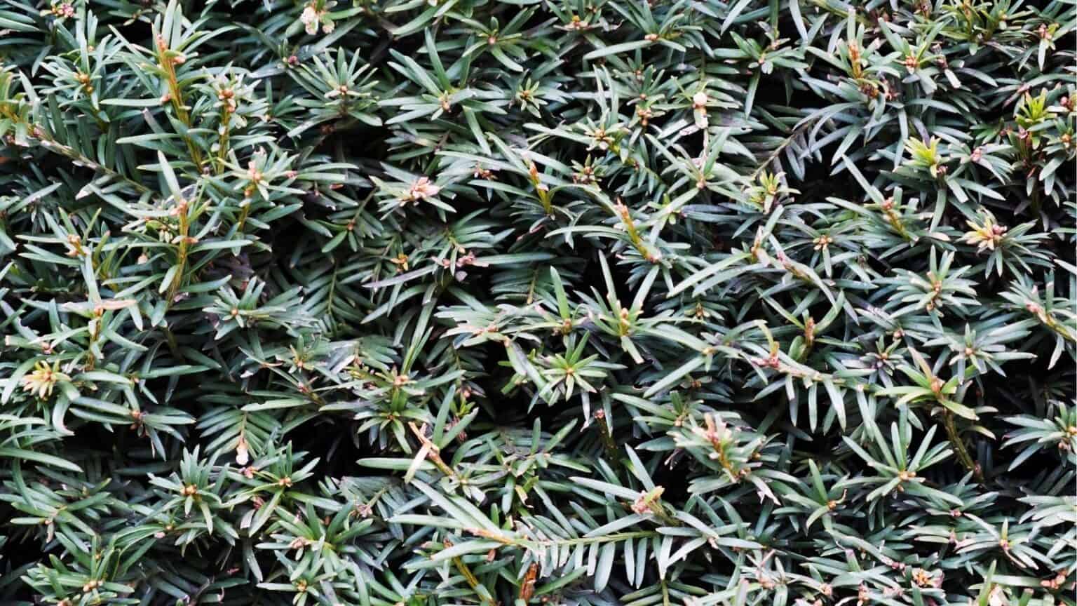 15 symbolic plants with deep winter meaning • Schisandra & Bergamot