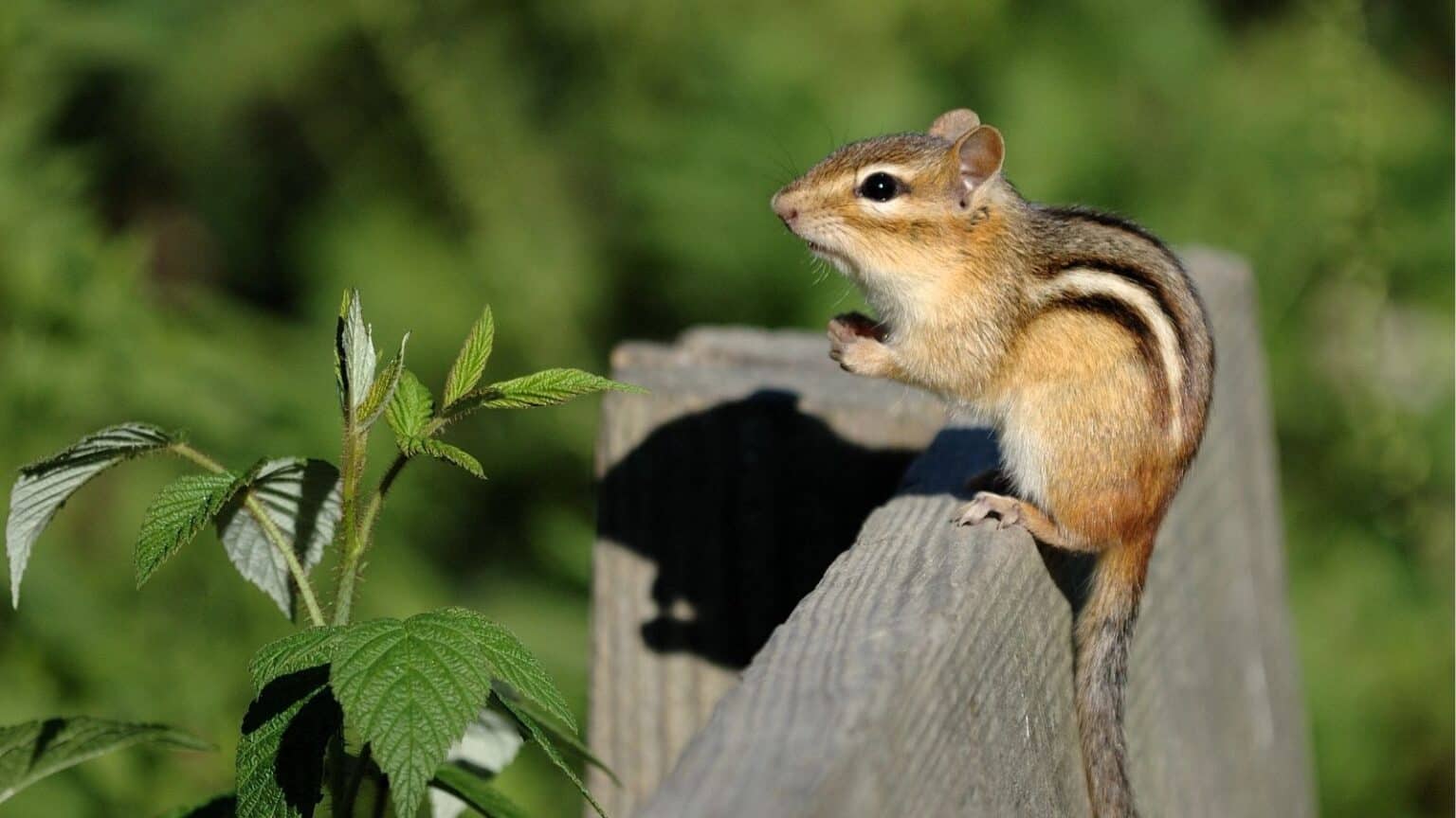 11 Woodland Animals You’re More Likely To See in Fall • Schisandra ...