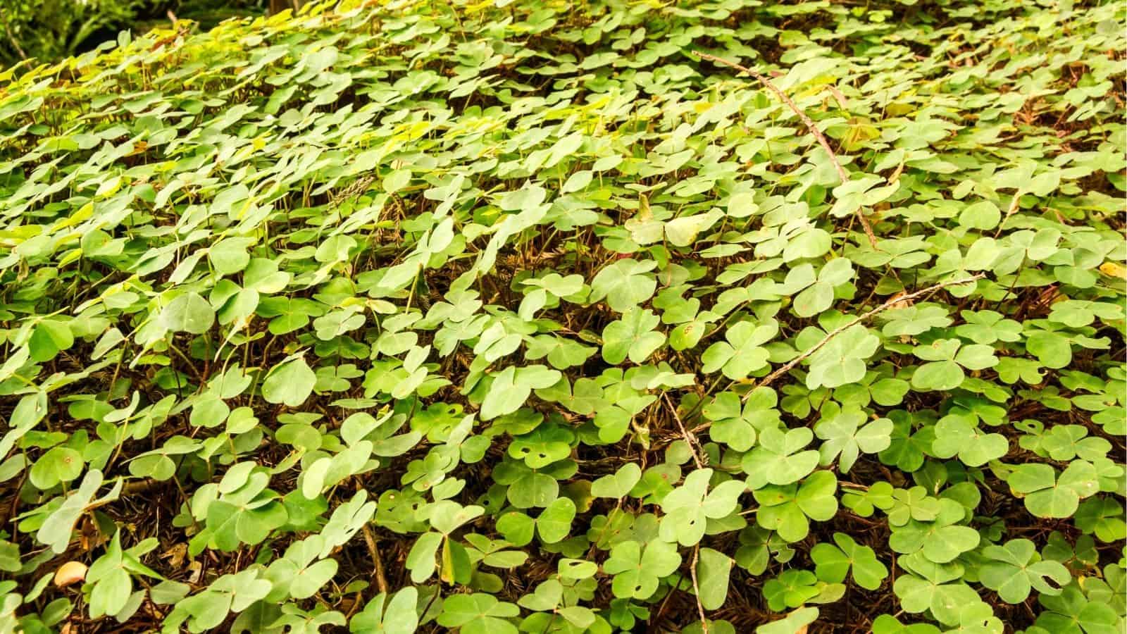 11 Ground Covers That Stay Green Through Cold Weather • Schisandra ...