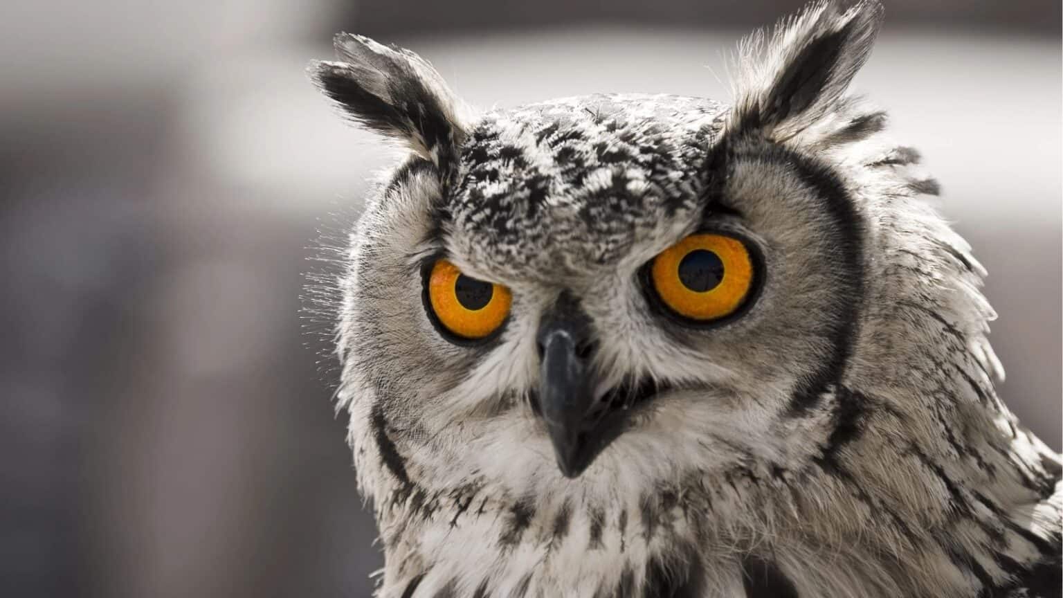 11 Woodland Animals You’re More Likely To See in Fall • Schisandra ...