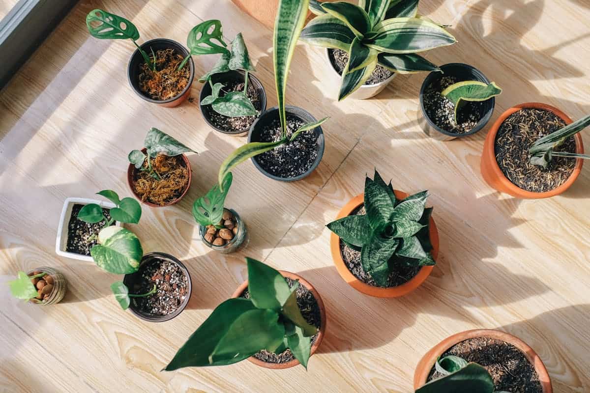 15 Cozy Ways to Add Greenery to Your Living Space • Schisandra & Bergamot