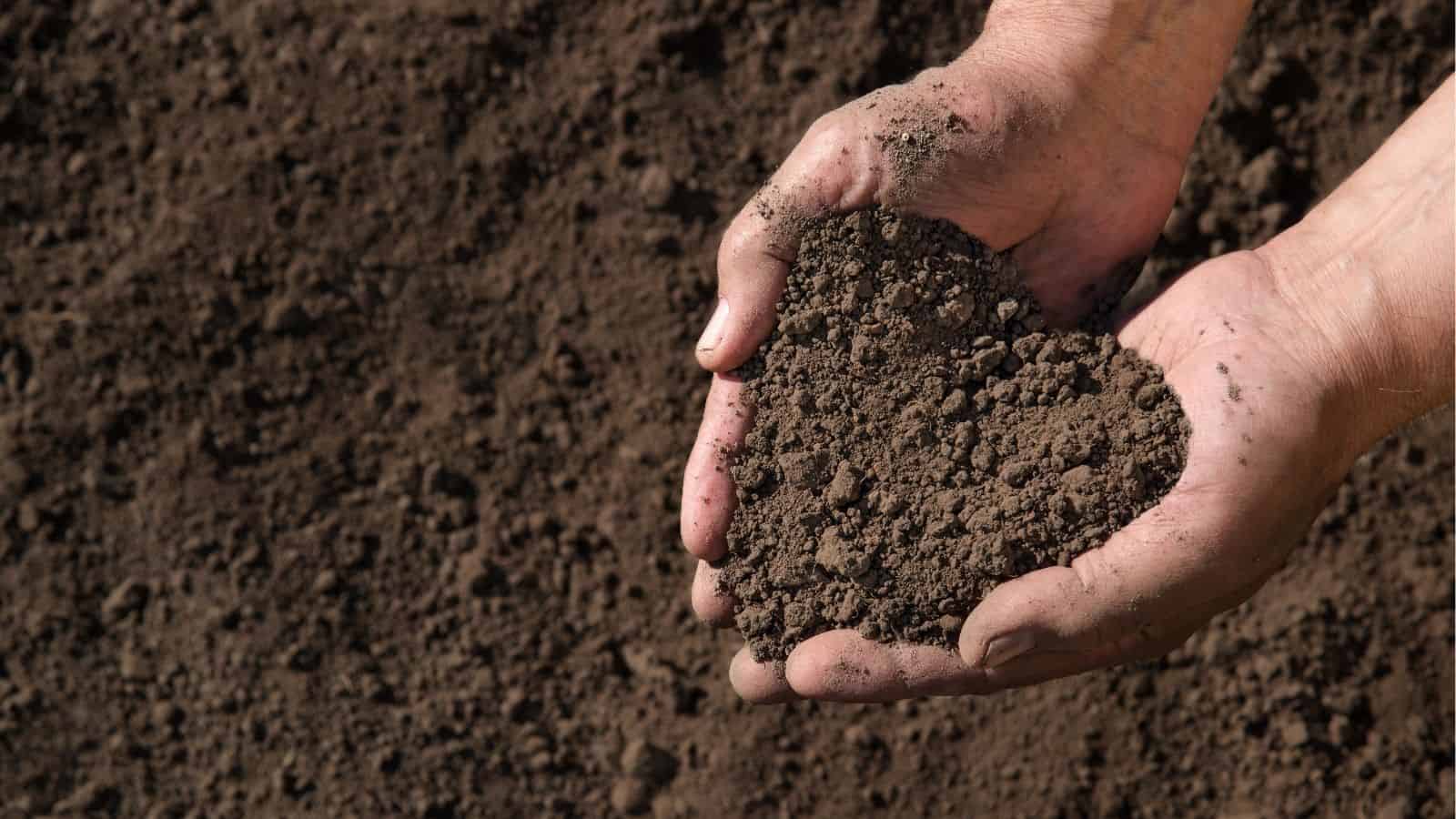 15 subtle signs your garden soil needs attention • Schisandra & Bergamot