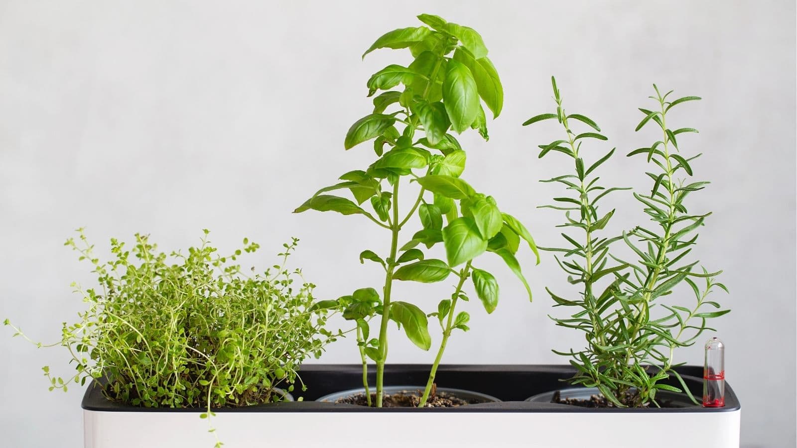 15 Cold-Hardy Herbs That Thrive When It’s Freezing Outside • Schisandra ...