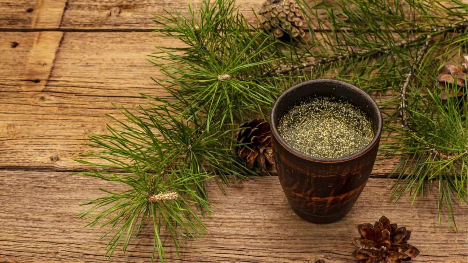 15 ways to use pine needles, cones, and evergreens at home • Schisandra ...